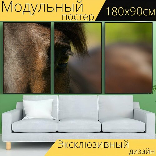 Модульный постер "Лошадь, животное, глаз" 180 x 90 см. для интерьера