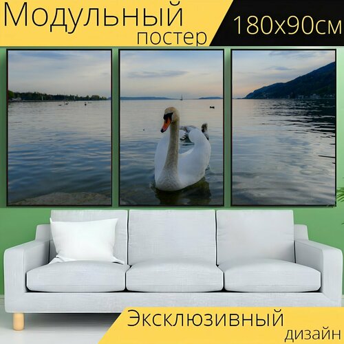 Модульный постер "Лебедь, озеро, вода" 180 x 90 см. для интерьера