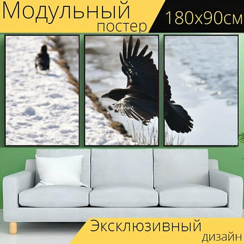 Модульный постер "Обыкновенный ворон, летающий, снег" 180 x 90 см. для интерьера
