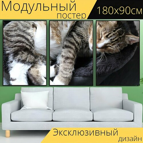 Модульный постер "Кот, похмелье, домашняя кошка" 180 x 90 см. для интерьера