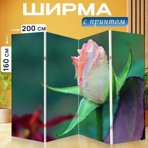 Ширма перегородка с принтом "Роза, капли, цветок" на холсте - 200x160 см. для зонирования, раскладная