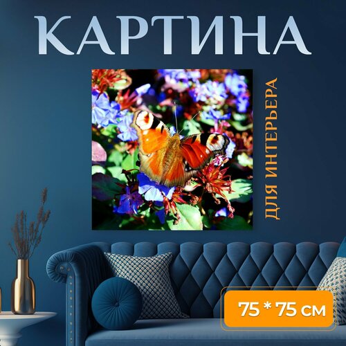 Картина на холсте "Павлинья бабочка, цветки визит, поиск нектара" на подрамнике 75х75 см. для интерьера