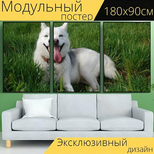 Модульный постер "Собака, домашние питомцы, сибирский хаски" 180 x 90 см. для интерьера