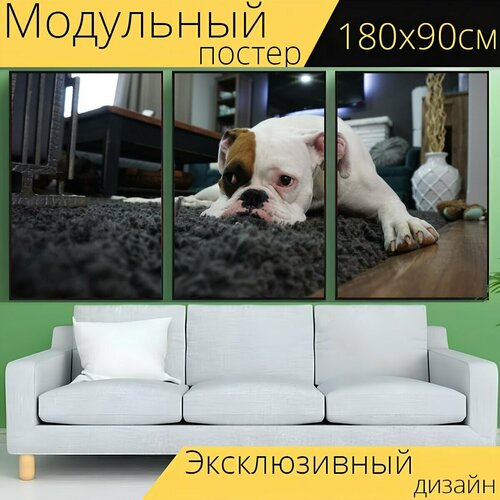 Модульный постер "Боксер, собака, ленивый" 180 x 90 см. для интерьера