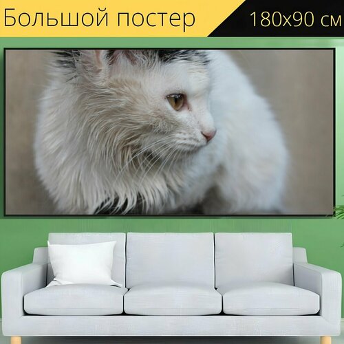 Большой постер "Кошка, животное, домашний питомец" 180 x 90 см. для интерьера