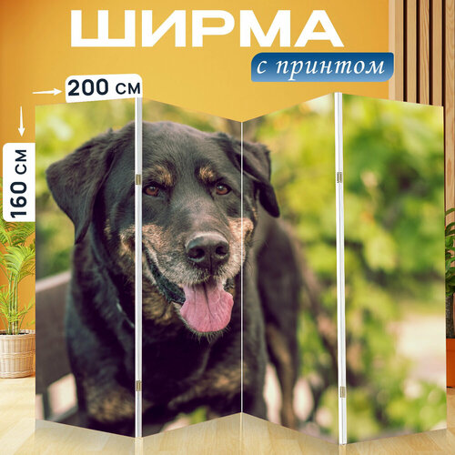 Ширма перегородка с принтом "Собака, улыбка, счастливый" на холсте - 200x160 см. для зонирования, раскладная