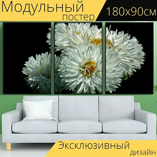 Модульный постер "Астры, цветы, белый" 180 x 90 см. для интерьера