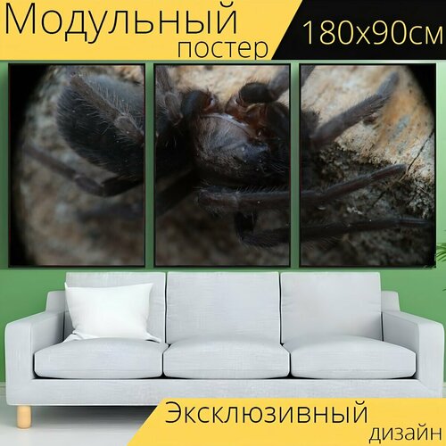 Модульный постер "Паукообразный, паук, природа" 180 x 90 см. для интерьера