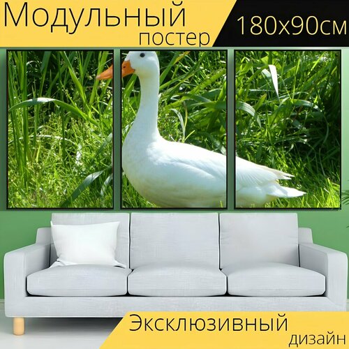 Модульный постер "Белая утка, белый, перья" 180 x 90 см. для интерьера