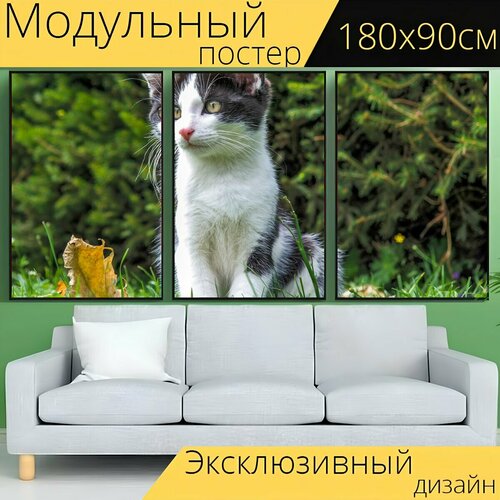 Модульный постер "Кошка, котенок, кот" 180 x 90 см. для интерьера