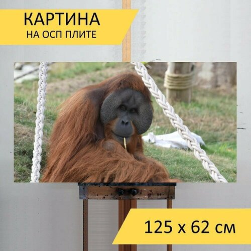 Картина на ОСП 125х62 см. "Орангутанг, мужчина, природа" горизонтальная, для интерьера, с креплениями