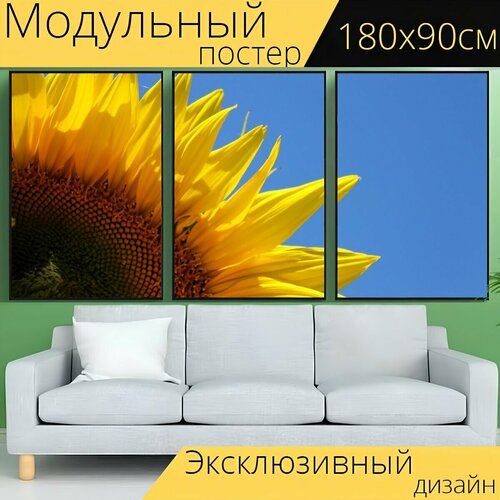 Модульный постер "Подсолнечник, цветок, флора" 180 x 90 см. для интерьера