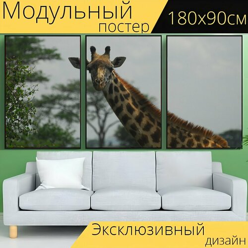 Модульный постер "Жирафа, найробийский национальный парк, африка" 180 x 90 см. для интерьера
