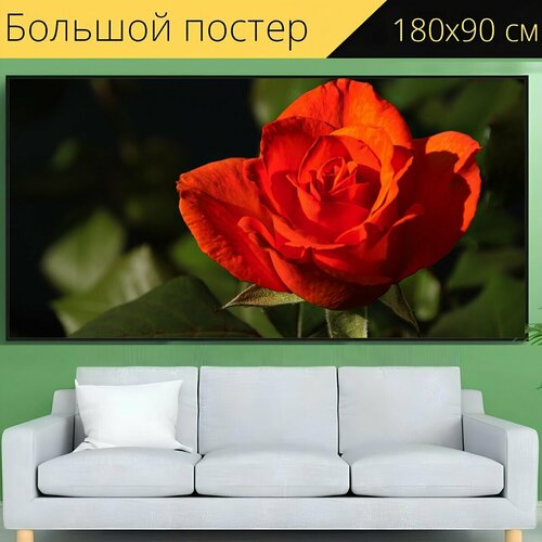 Большой постер "Роза, красный, цветок" 180 x 90 см. для интерьера