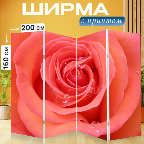 Ширма перегородка с принтом "Роза, лепесток, цветок" на холсте - 200x160 см. для зонирования, раскладная