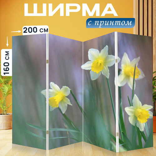 Ширма перегородка с принтом "Нарциссы, жёлтый, цветок" на холсте - 200x160 см. для зонирования, раскладная