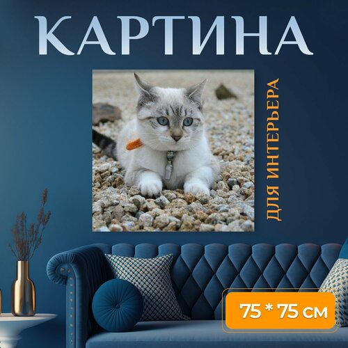 Картина на холсте "Кошка, котенок закат, голубые глаза" на подрамнике 75х75 см. для интерьера