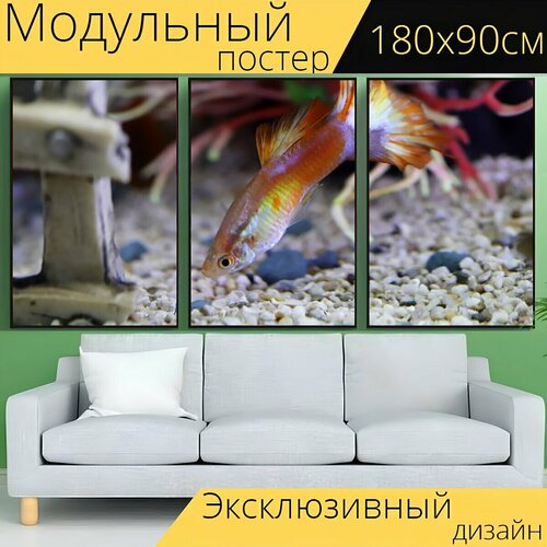Модульный постер "Тупой, тропическая рыба, рыба" 180 x 90 см. для интерьера