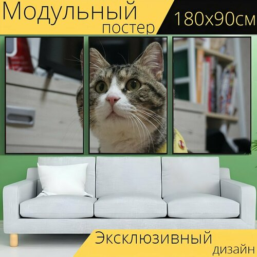 Модульный постер "Кошка, котенок, животное" 180 x 90 см. для интерьера