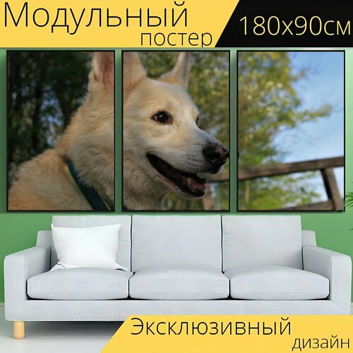 Модульный постер "Собака, гибридный, хаски" 180 x 90 см. для интерьера