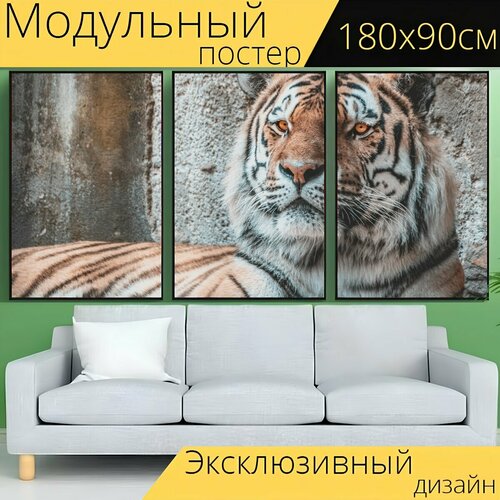 Модульный постер "Тигр, сибирский, животное" 180 x 90 см. для интерьера