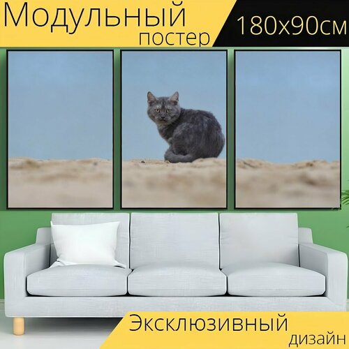 Модульный постер "Кот, пляж, молодой кот" 180 x 90 см. для интерьера