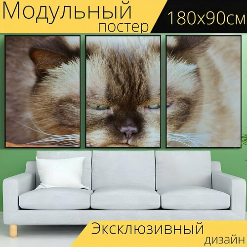 Модульный постер "Кот, британская короткошерстная кошка, сердитый" 180 x 90 см. для интерьера