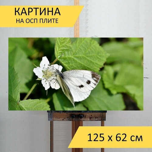 Картина на ОСП 125х62 см. "Белый, бабочка, бабочки" горизонтальная, для интерьера, с креплениями