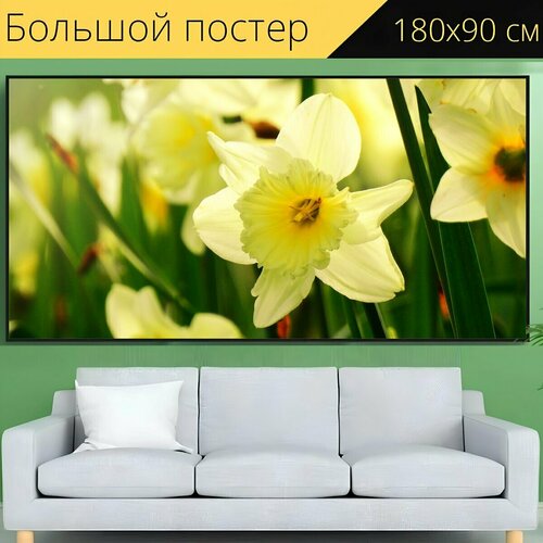 Большой постер "Нарцисс, цветок, завод" 180 x 90 см. для интерьера