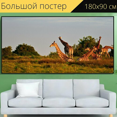 Большой постер "Жирафы, пятнистый, млекопитающие" 180 x 90 см. для интерьера