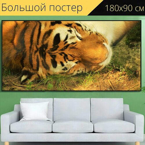 Большой постер "Тигр, зоопарк, грандби" 180 x 90 см. для интерьера