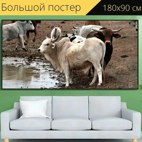 Большой постер "Нгуни крупного рогатого скота, коровы, питьевой" 180 x 90 см. для интерьера