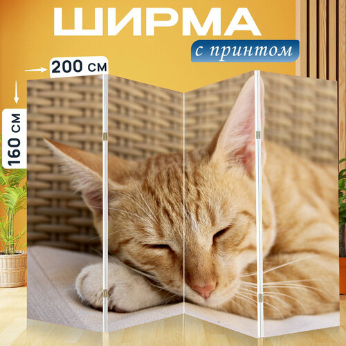 Ширма перегородка с принтом "Кот, усталый, домашняя кошка" на холсте - 200x160 см. для зонирования, раскладная