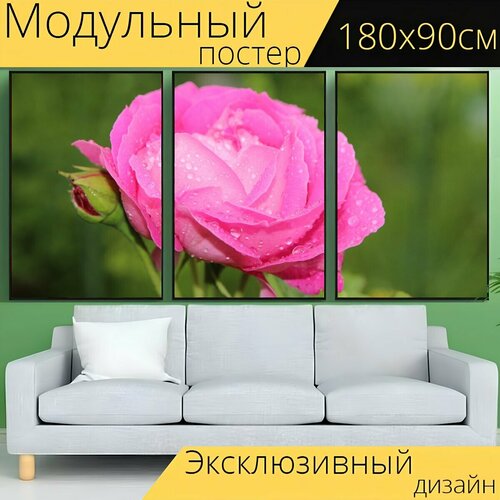 Модульный постер "Роза, розовая роза, после дождя" 180 x 90 см. для интерьера