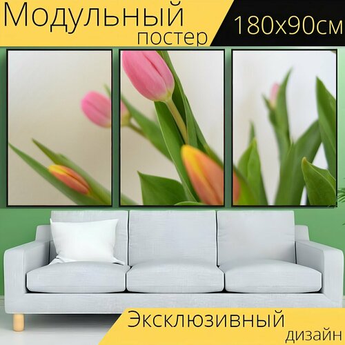 Модульный постер "Тюльпаны, цветок, срезанные цветы" 180 x 90 см. для интерьера