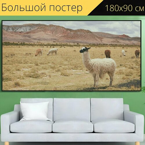 Большой постер "Альпака, животные, трава" 180 x 90 см. для интерьера