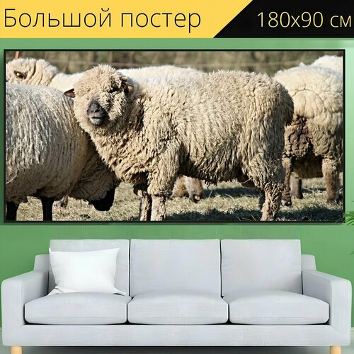 Большой постер "Овец, шерсть, шерсть овец" 180 x 90 см. для интерьера