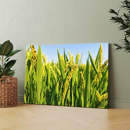 Картина на холсте (Пшеница рисового колоса) 30x40 см. Интерьерная, на стену.