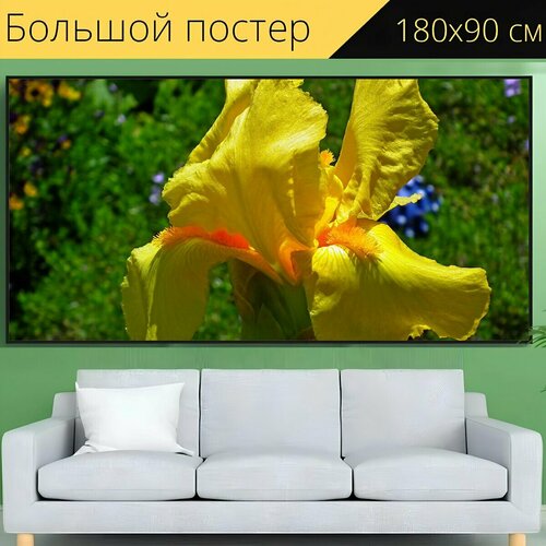Большой постер "Ирис, цветок, желтый" 180 x 90 см. для интерьера