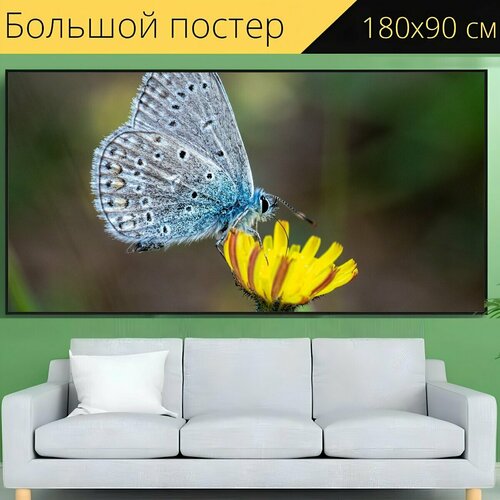 Большой постер "Бабочка, цвести, насекомое" 180 x 90 см. для интерьера