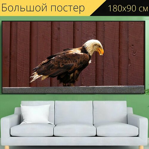Большой постер "Хищные птицы, хищник, белоголовый орлан" 180 x 90 см. для интерьера