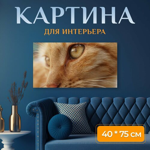 Картина на холсте "Кот, животное, котенок" на подрамнике 75х40 см. для интерьера