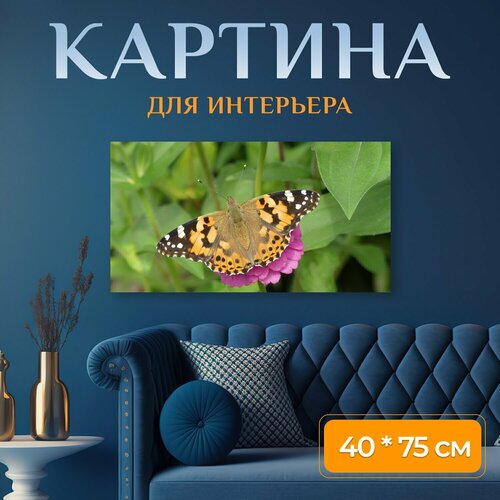 Картина на холсте "Ванесса кардуи, бабочка, макрос" на подрамнике 75х40 см. для интерьера