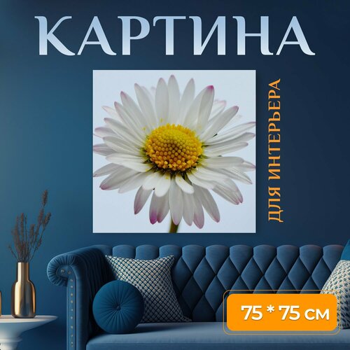 Картина на холсте "Луговые цветы, маргаритка, расцветает" на подрамнике 75х75 см. для интерьера