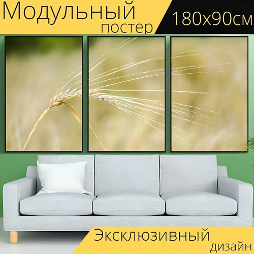 Модульный постер "Пшеница, поле, поле пшеницы" 180 x 90 см. для интерьера