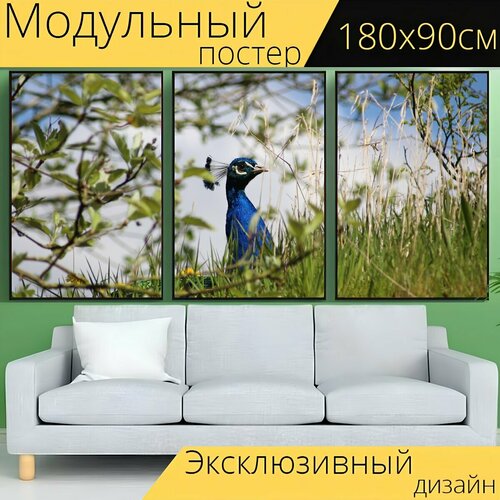Модульный постер "Павлин, птичий мир, природа" 180 x 90 см. для интерьера
