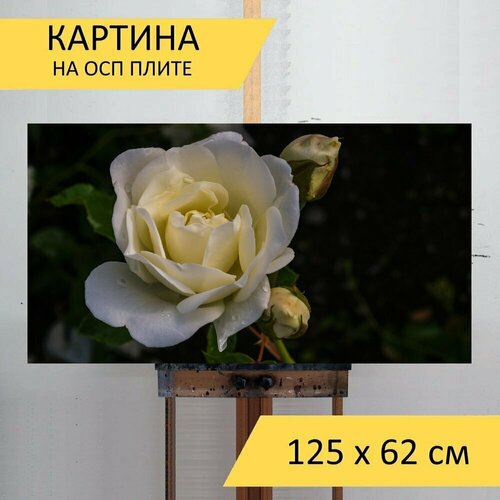 Картина на ОСП 125х62 см. "Розы, белый, цвести" горизонтальная, для интерьера, с креплениями