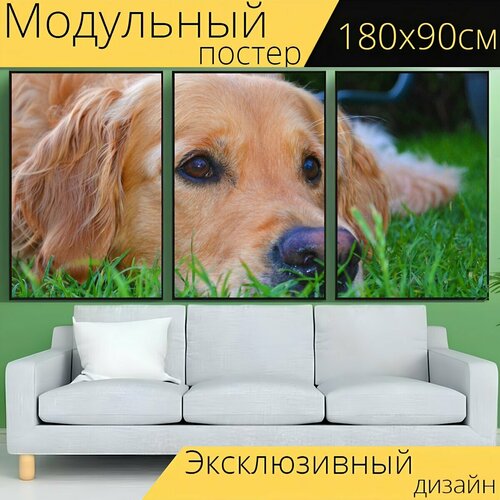 Модульный постер "Золотистый ретривер, собака, трава" 180 x 90 см. для интерьера