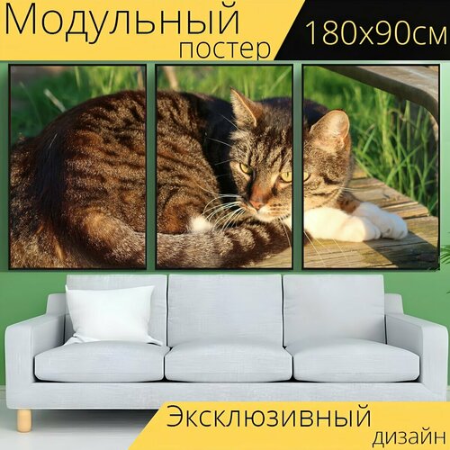 Модульный постер "Кот, скумбрия, домашняя кошка" 180 x 90 см. для интерьера