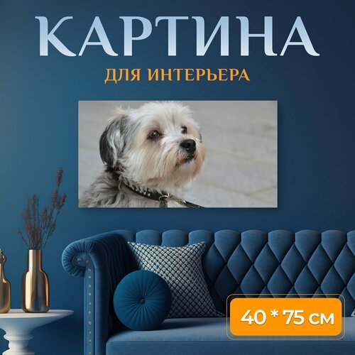 Картина на холсте "Ши тцу, собака, домашний питомец" на подрамнике 75х40 см. для интерьера